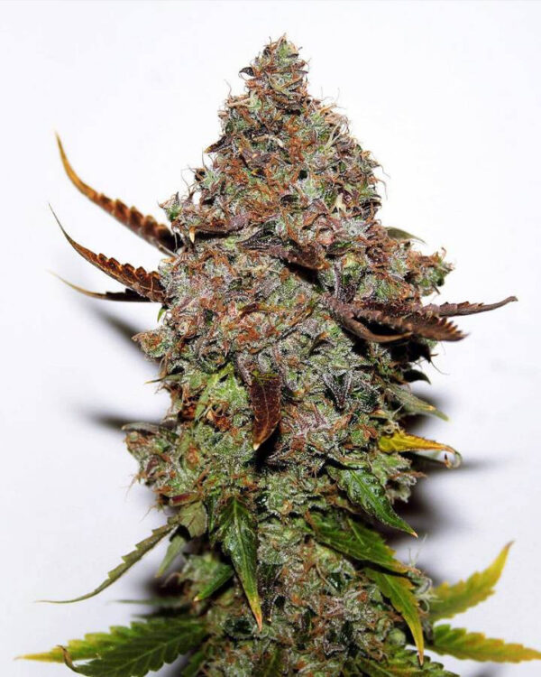 Top 5 Most Famous Skunk Cannabis Strains - Skunk Seed Store
